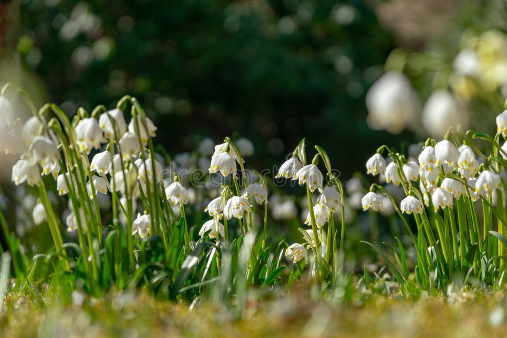 Snowflake Flowers on a Meadow Stock Image - Image of spring, flowering ...