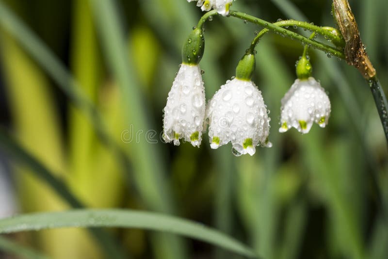 Snowflake flowers stock image. Image of natural, horticulture - 64753693