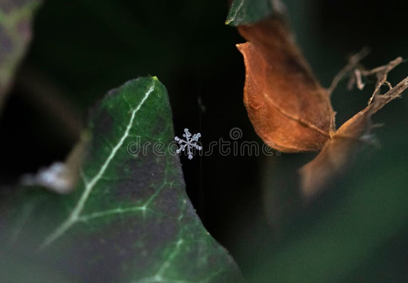 Snowflake on a green leaf stock photo. Image of branches - 162622208