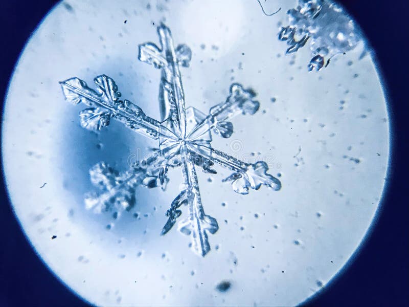 Snowflake Ice Crystal Stellar Dendrite Under Microscope Stock Photo ...
