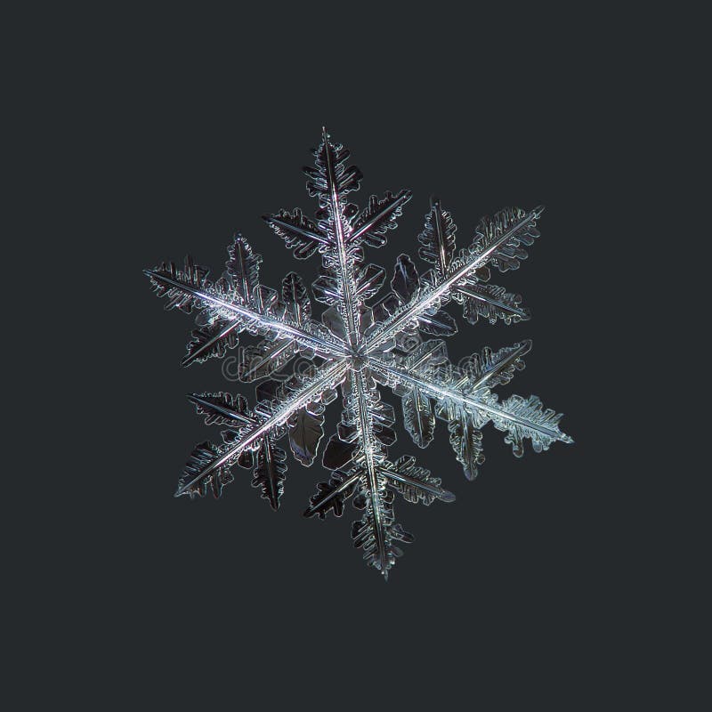Real Snowflake Isolated on Uniform Cyan Background Stock Image - Image ...