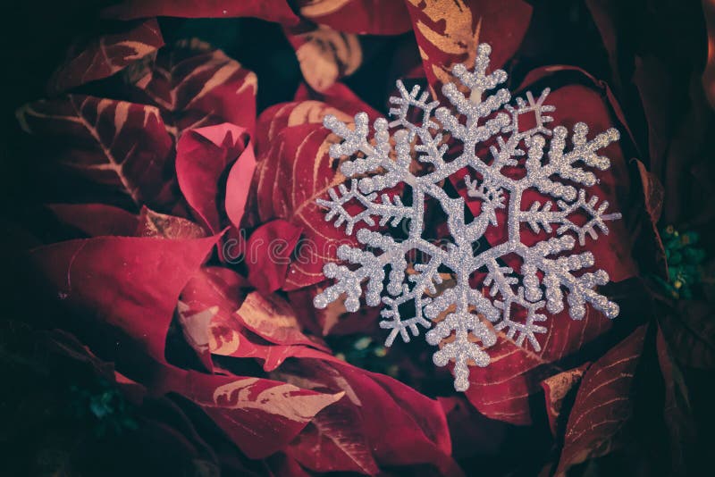 Snowflake on the Maple Leaf Stock Photo - Image of cold, ornate: 79050516