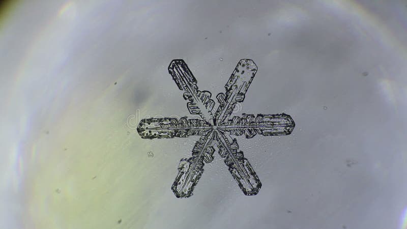 Snowflake in microscope stock footage. Video of gift - 66634472