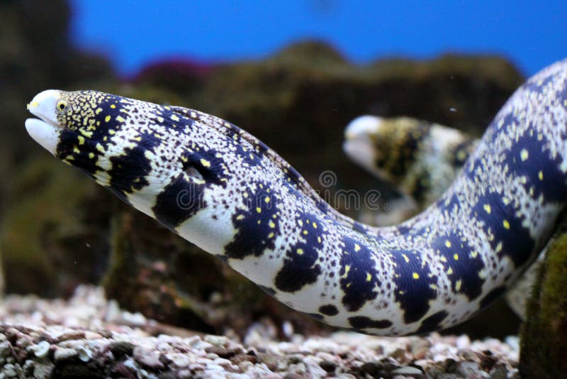 Snowflake moray stock photo. Image of backed, nature - 10204216