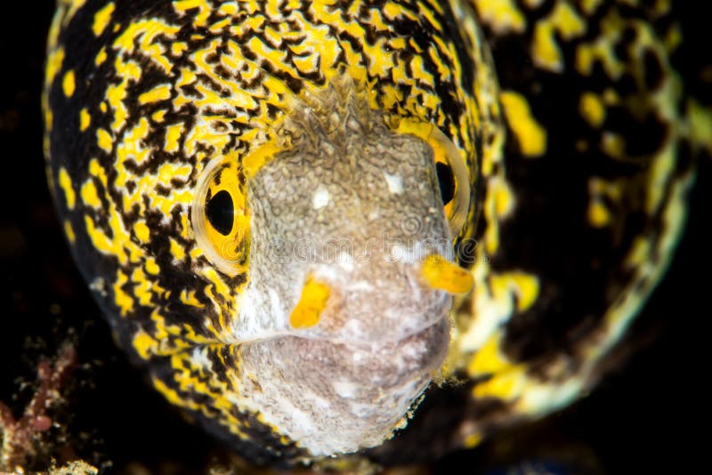 Snowflake Moray Eel stock photo. Image of camouflage - 26886548