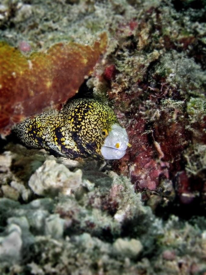 Snowflake Moray stock image. Image of marine, fish, moray - 2679831