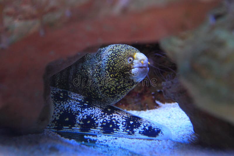 Snowflake moray stock photo. Image of backed, nature - 10204216