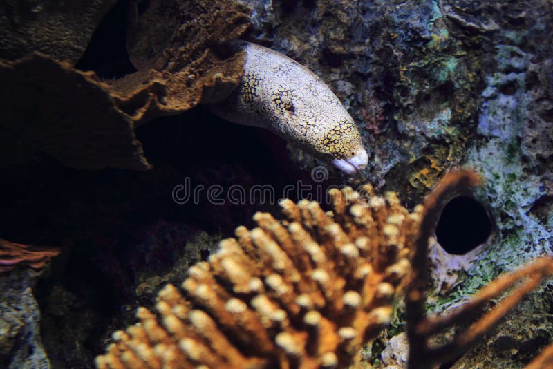 Snowflake moray stock photo. Image of backed, nature - 10204216