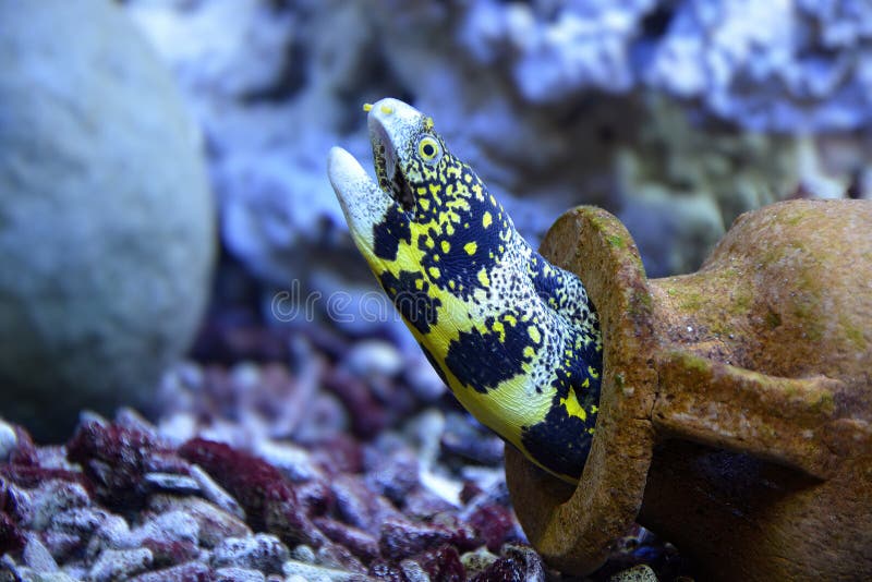 Snowflake Moray Echidna Nebula Inside Amphora Stock Photo - Image of ...