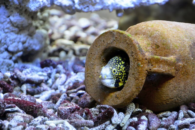 Snowflake Moray Echidna Nebula Inside Amphora Stock Photo - Image of ...