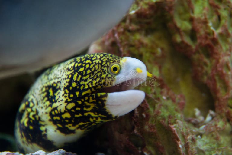 Snowflake Moray Eel stock photo. Image of camouflage - 26886548