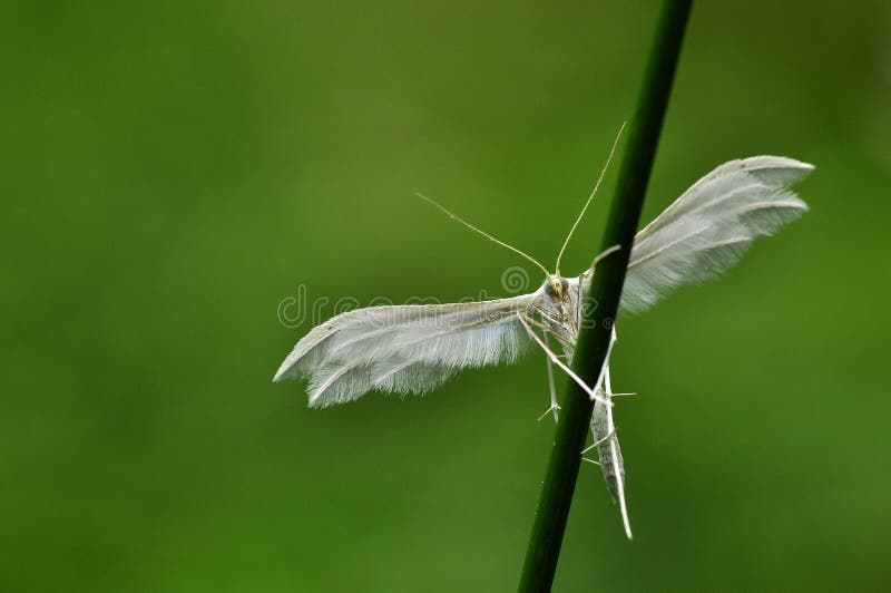 Snowflake moth stock photo. Image of moth, angel, pterophorus - 15748764