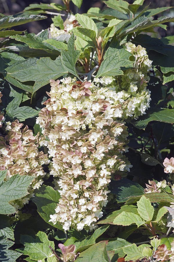 Snowflake Oakleaf Hydrangea Flowers Stock Image - Image of ...