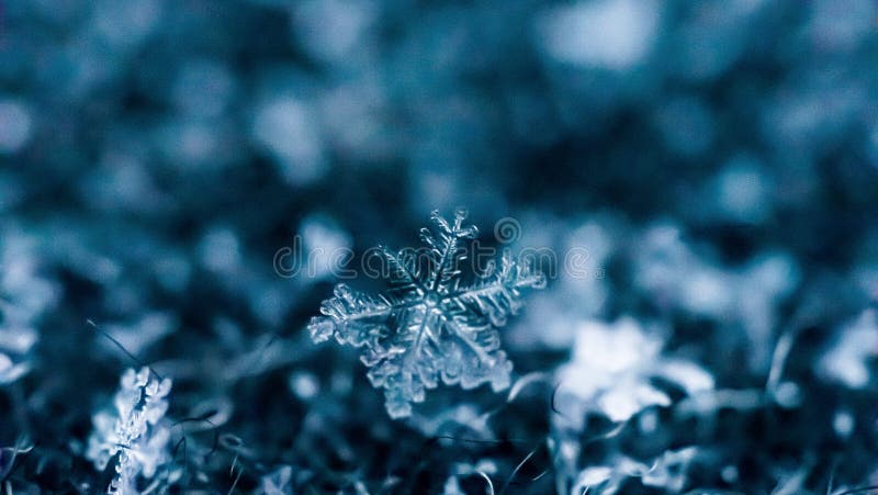 Snowflake, Photos Taken with a Super Macro Lens Stock Image - Image of ...