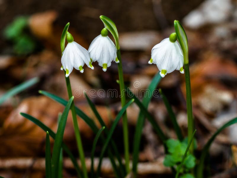 Snowflake Plant stock image. Image of plant, march, wildlife - 38096405