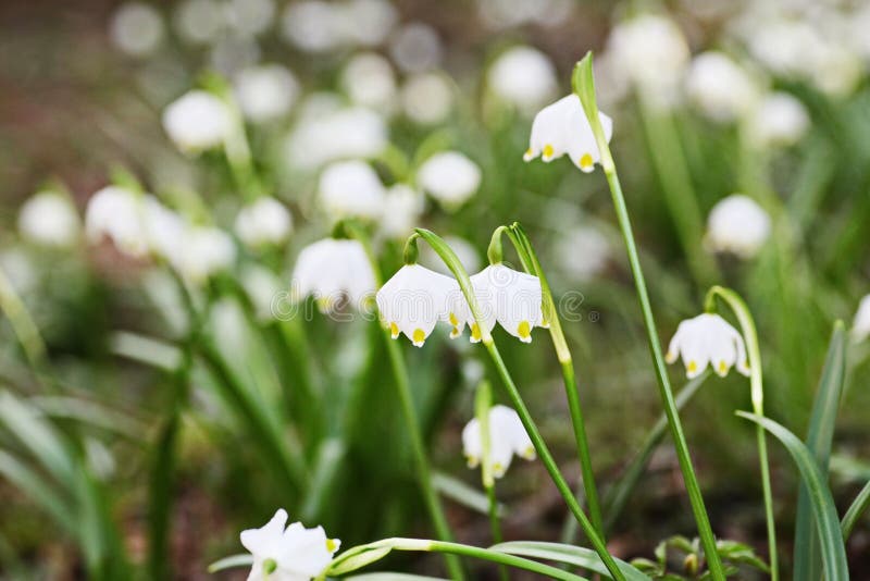 Snowflake plant spring stock image. Image of fusion, blossom - 35464241