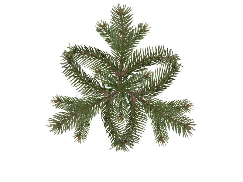 Snowflake spruce branch stock image. Image of isolated - 12076241