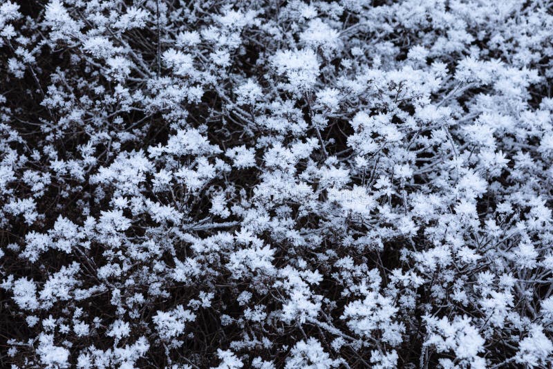 Snowflakes on Bush Twigs at Winter Stock Photo - Image of natural ...