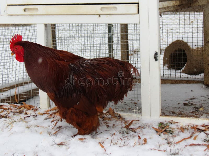 Beutiful Red Rooster Shows His Colors Against the Snow White Ground ...