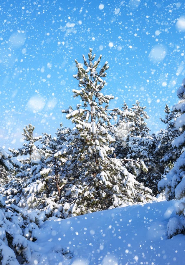 Snowflakes Falling From The Sky. Stock Photo - Image of cold, mountain ...
