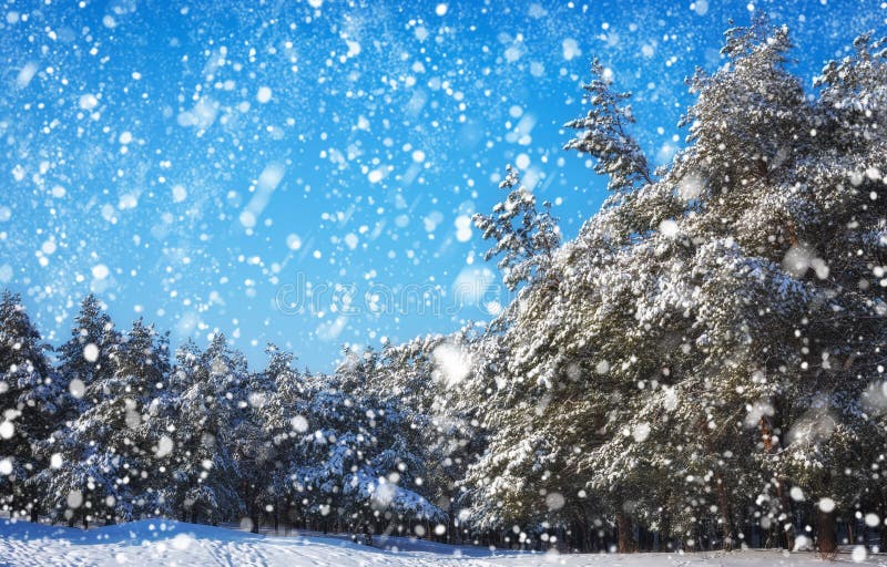 Snowflakes Falling from the Sky. Spruces Covered with Hoarfrost and ...