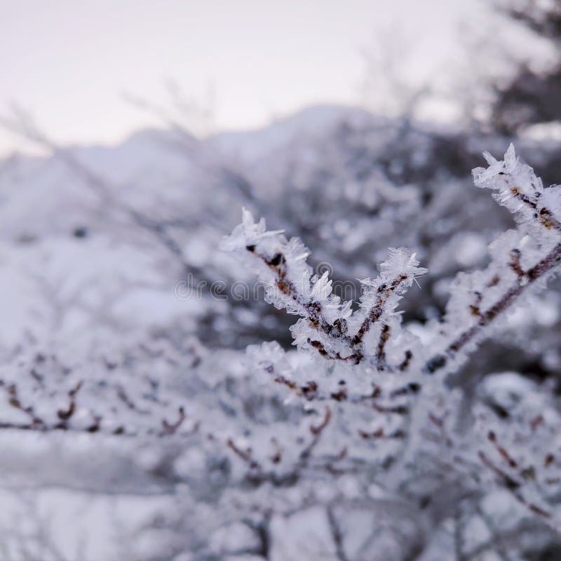 Snowflakes and Ice on a Tree Branch Stock Photo - Image of frost ...