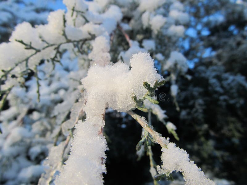 Snowflakes on a Tree Branch Stock Photo - Image of snowflakes, weather ...