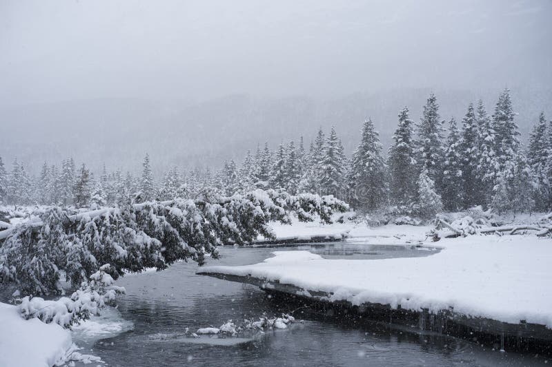 Snowing in Alaska stock image. Image of trees, snowing - 68603927