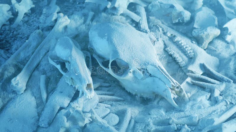 Snow Falls on Caveman Tools and Skulls Ice Age Concept Stock Video ...