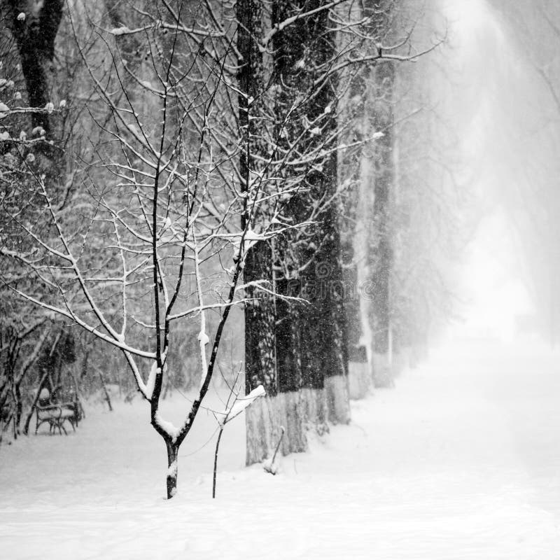 Snowing Landscape in the Park Stock Photo - Image of season, hoarfrost ...