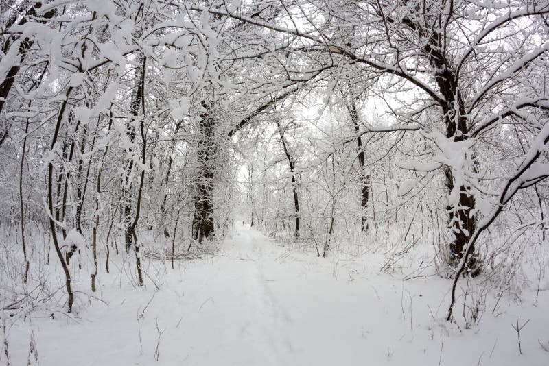 Snowing Landscape in the Park. Details on the Branches Stock Image ...