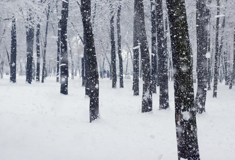Snowing In The Park Royalty Free Stock Photography - Image: 1154137
