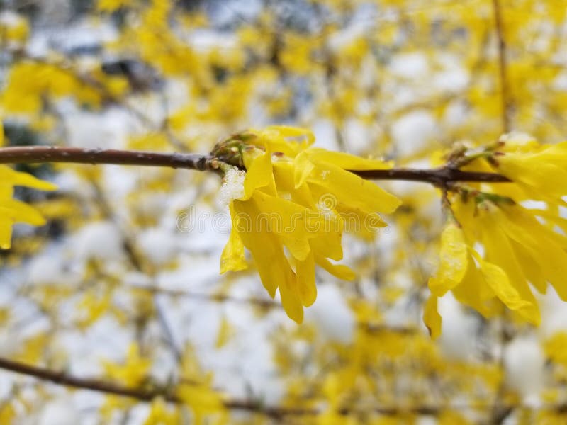 Snowing in Spring stock image. Image of food, sunlight - 216725539