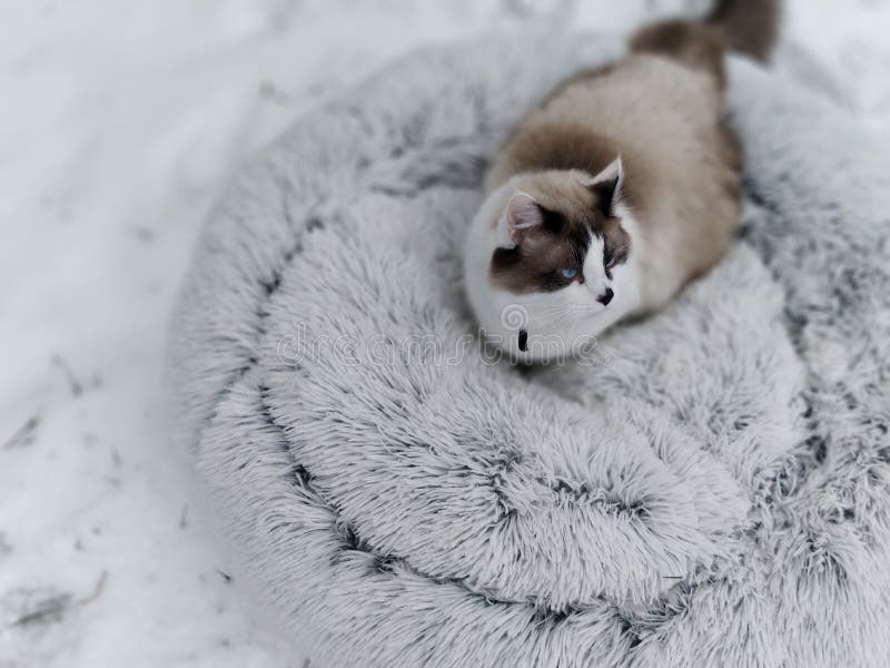 #snowkitty stock image. Image of moody, snowkitty, christmas - 110878047
