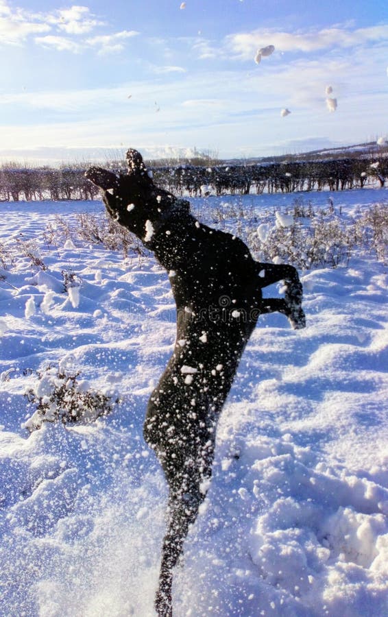 Snowlab Ice Dog Stock Photos - Free & Royalty-Free Stock Photos from ...