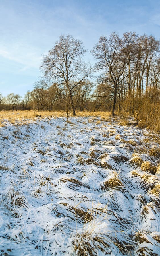 Snowless winter stock photo. Image of autumn, bright - 64683282