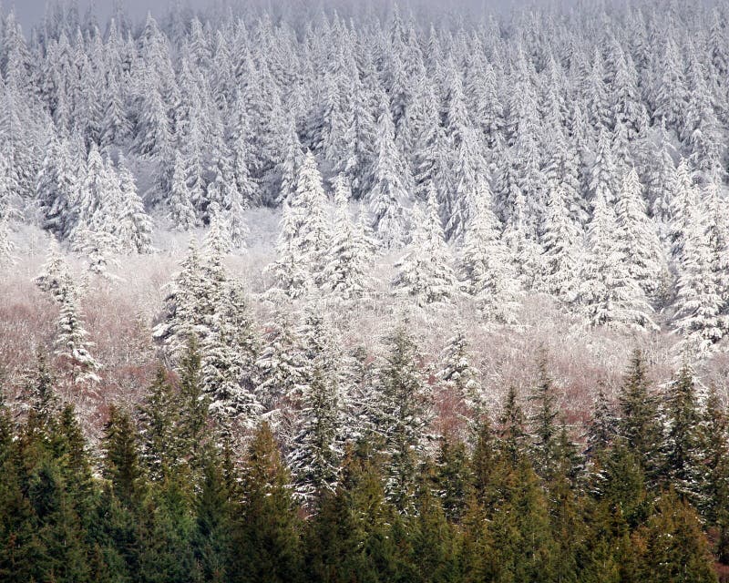 Snowline stock image. Image of winter, trees, objects - 18647119