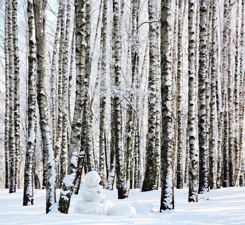 Winter birch forest stock image. Image of tree, january - 37219771