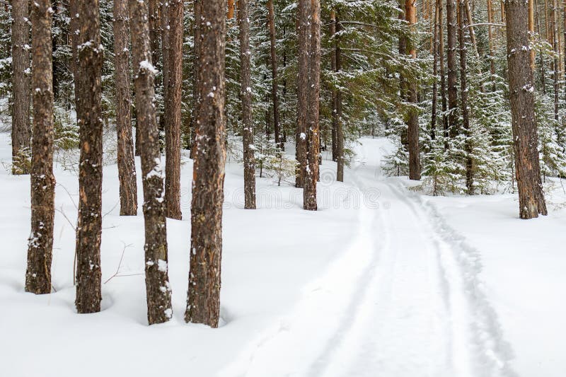 Snowmobile Tracks in the Winter Forest, a Turn between the Trees Stock ...