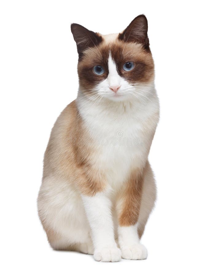 Snowshoe cat stock image. Image of fluffy, snowshoe, cute - 86227951
