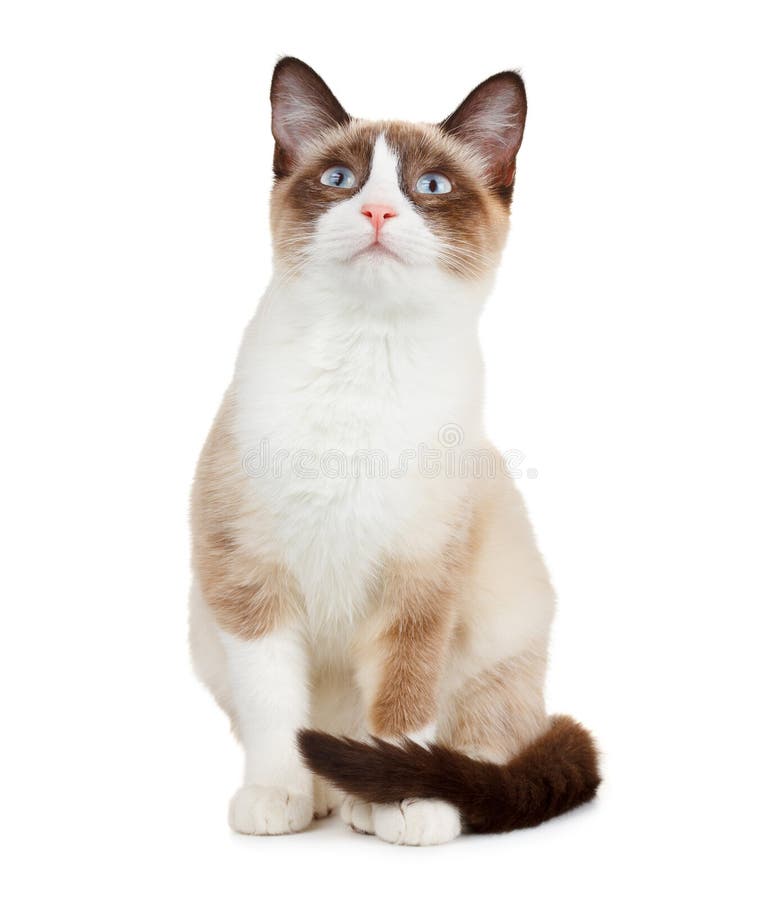 Snowshoe Cat, Isolated on White Stock Image - Image of snowshoe ...