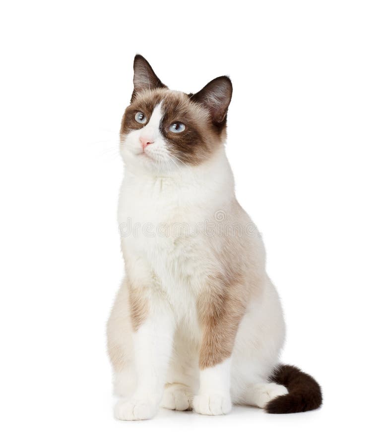 Snowshoe cat stock image. Image of fluffy, snowshoe, cute - 86227951