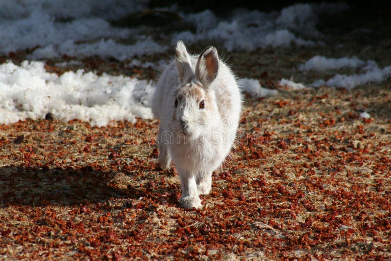 Snowshoe Hare stock photo. Image of varying, fluffy, bunny - 4348462