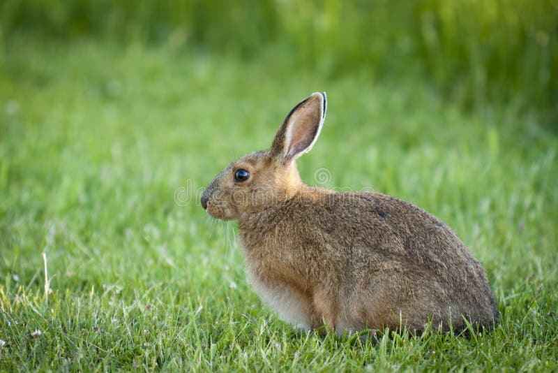 Snowshoe Hare stock image. Image of cute, animal, eating - 25598899