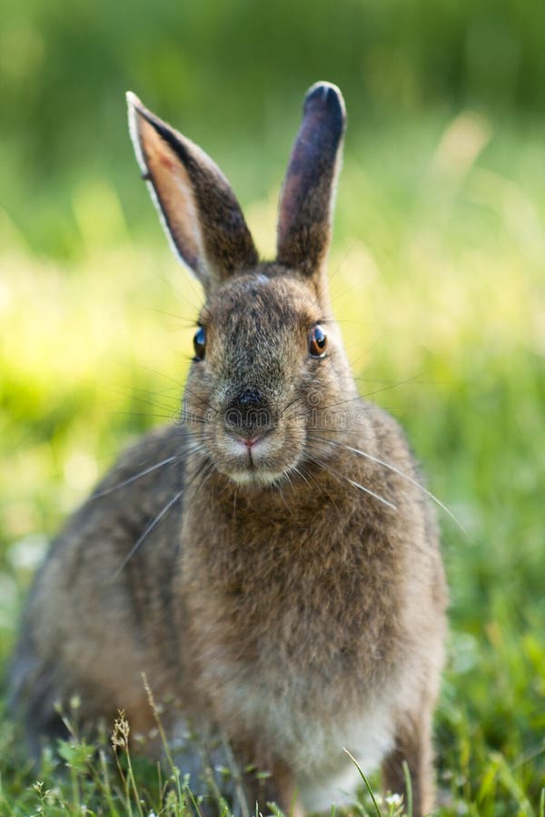 Gray Hare stock photo. Image of californicus, cute, danger - 99641994