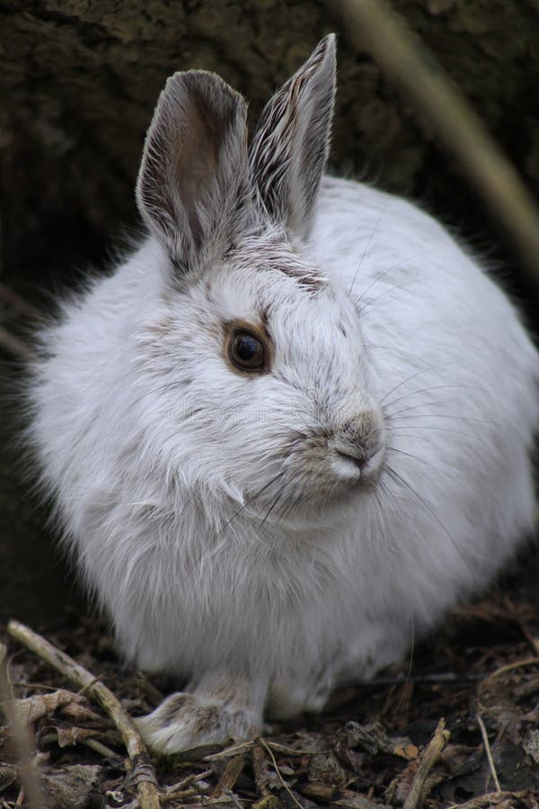 Snowshoe Hare stock photo. Image of hunt, rabbit, eyes - 27651472