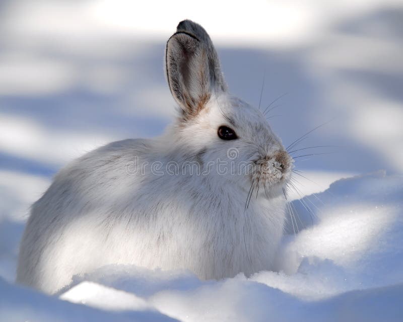 Snowshoe Hare stock photo. Image of varying, fluffy, bunny - 4348462