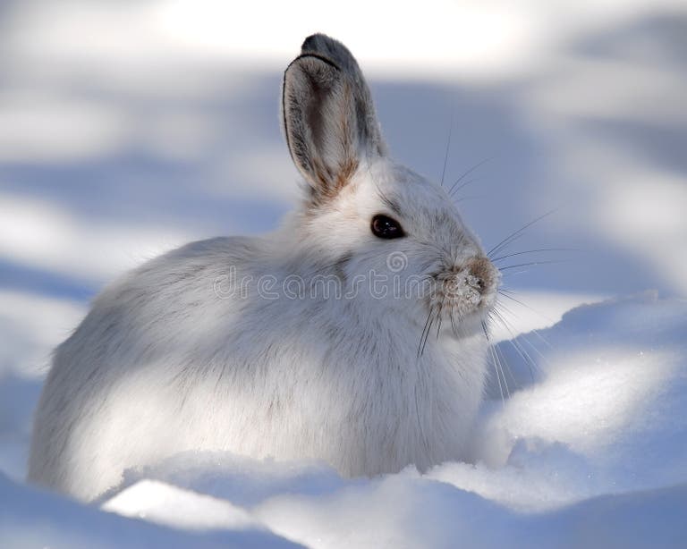 Snowshoe Hare stock image. Image of outdoors, bunny, grass - 4417563