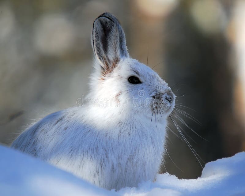 Snowshoe Hare stock image. Image of americanus, feed - 19824937