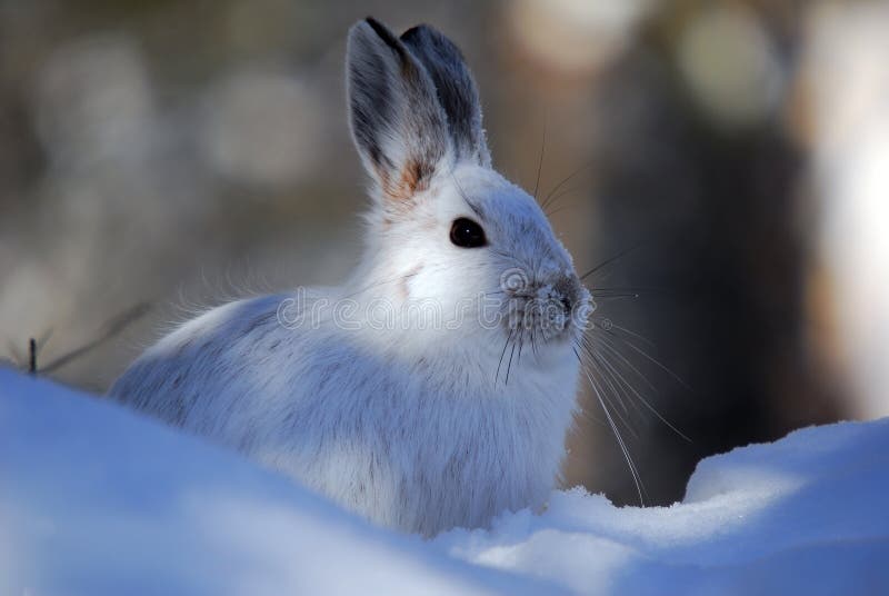 Snowshoe Hare stock photo. Image of varying, fluffy, bunny - 4348462
